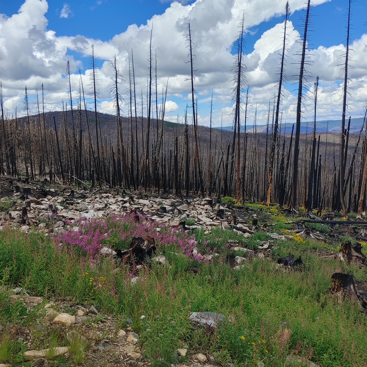 Post Wildfire Response & Mitigation - Western States Reclamation, LLC