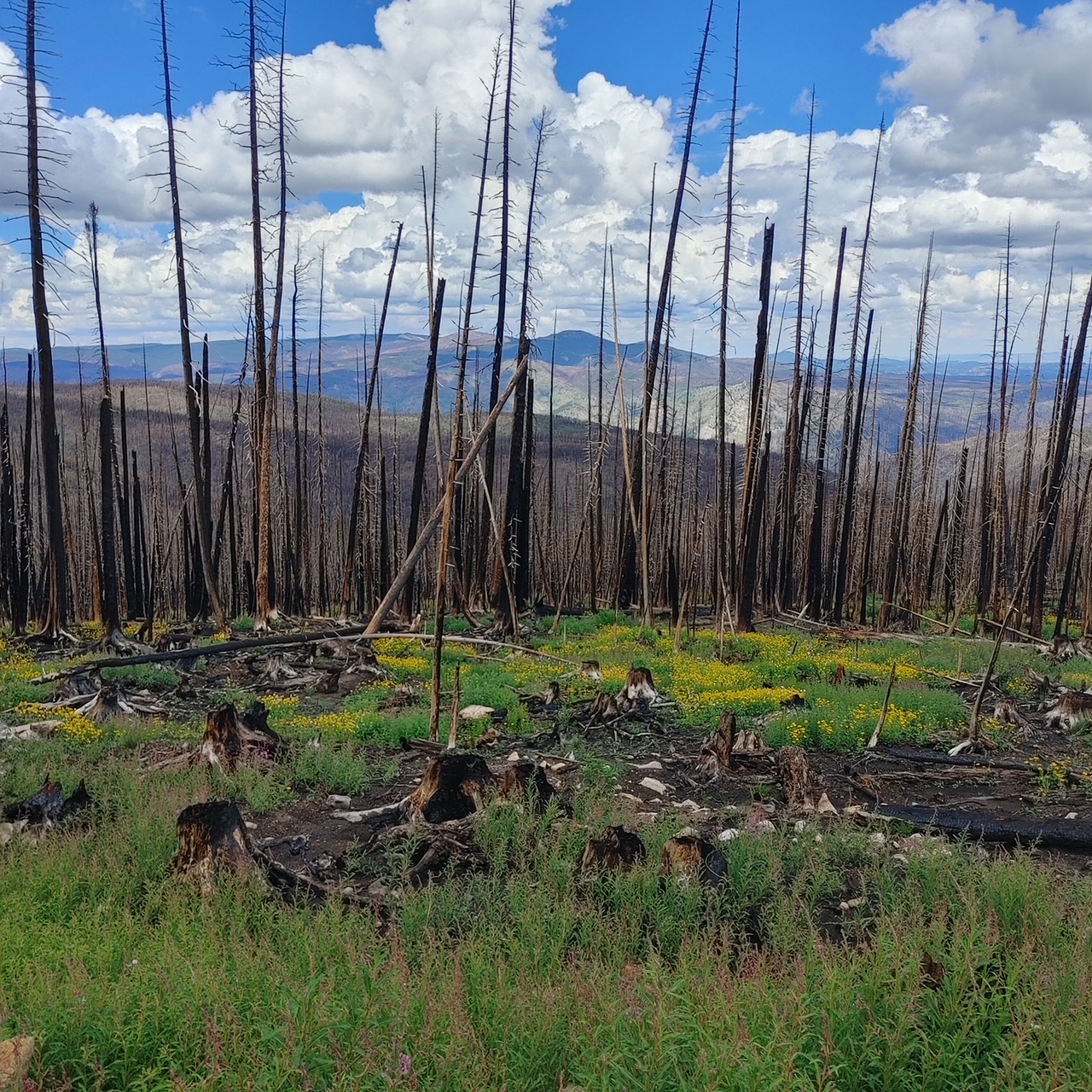 Post Wildfire Response & Mitigation - Western States Reclamation, LLC